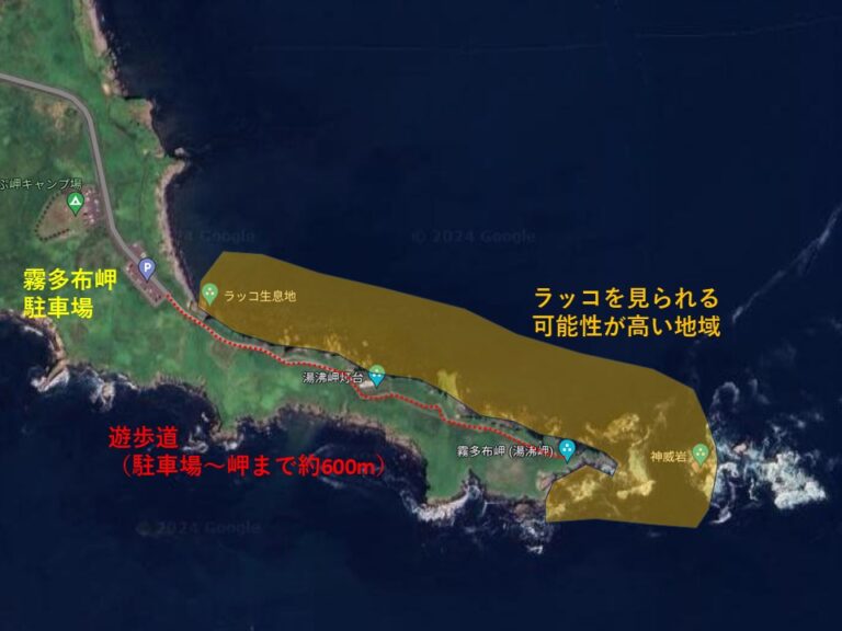 【霧多布岬ラッコ】場所はどこ？見られる時期・時間帯は？ラッコの赤ちゃんに会える確率が高いのはいつ？ - 道東ミルクロード